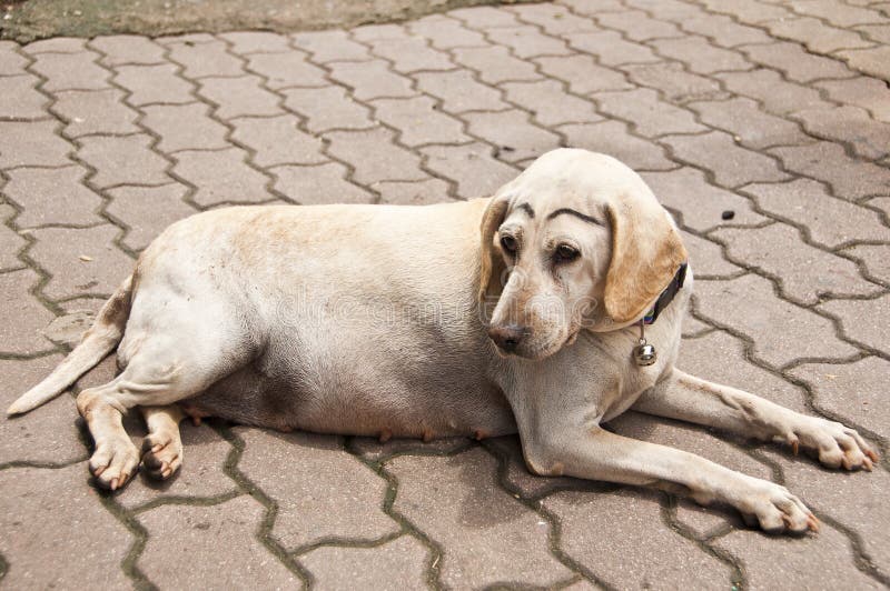 Old roadside dog. stock photo. Image of purebred, behavior - 32927824