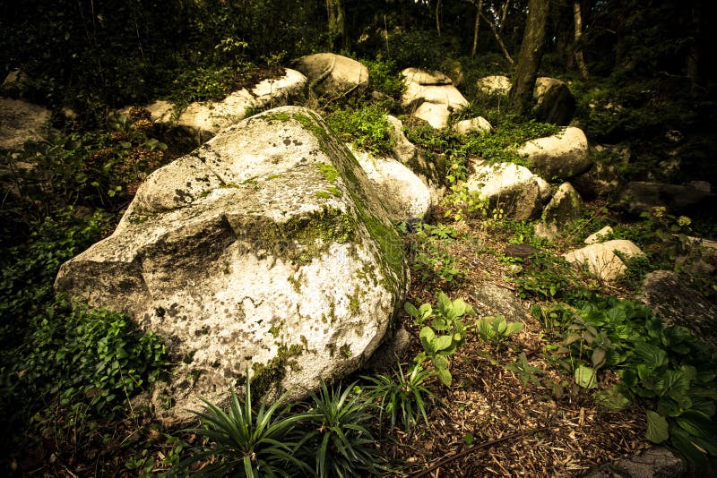 The Old Rock in the Wood Moss-grown Stock Photo - Image of freshness ...