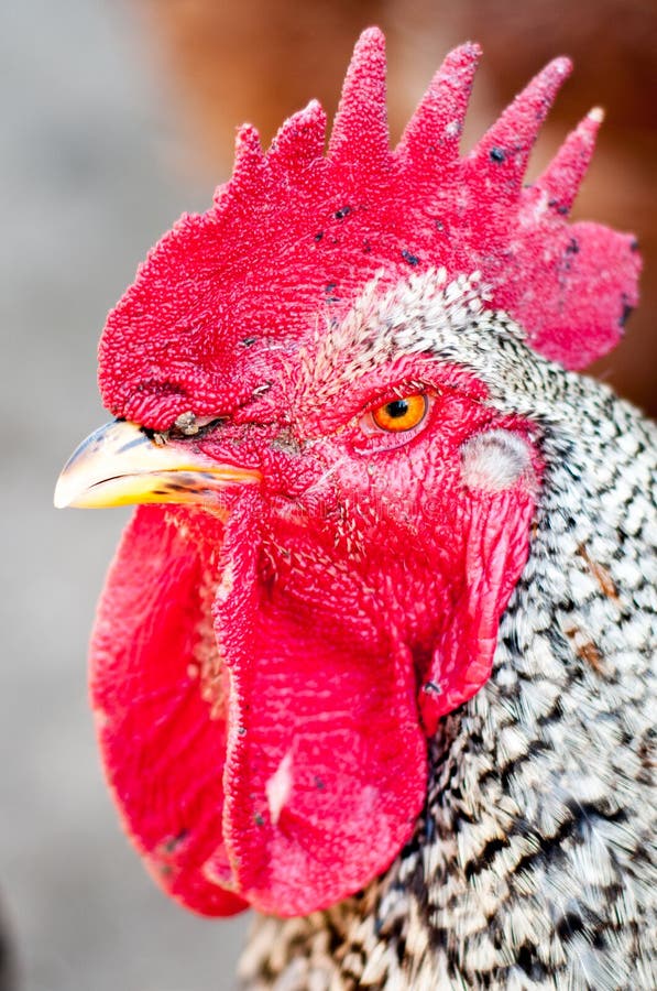 Old rooster portrait stock photo. Image of gardens, feathers - 52743520