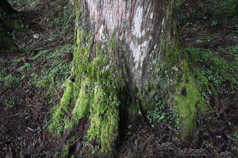 Old Root Big Tree at Alishan National Park Area in Taiwan Stock Image ...