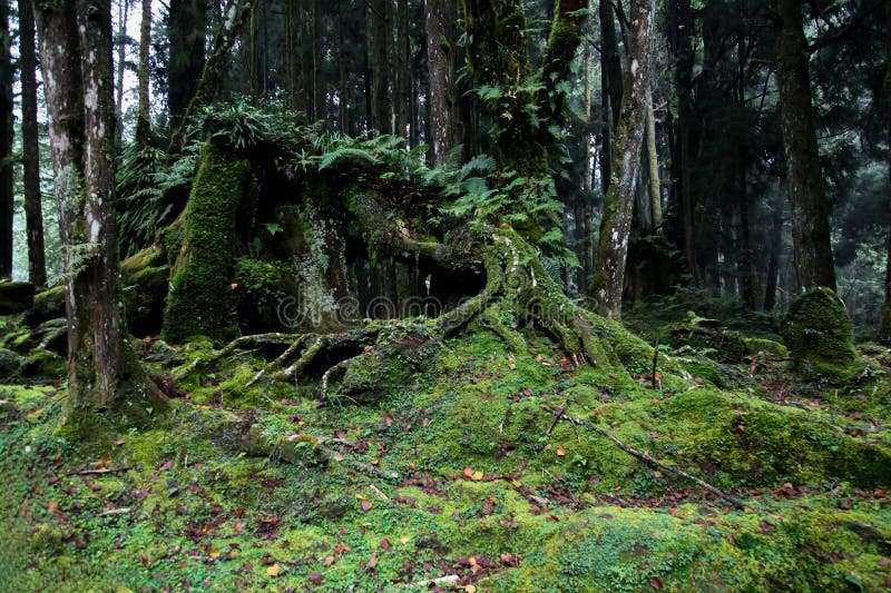 Old Root Big Tree at Alishan National Park Area in Taiwan Stock Photo ...