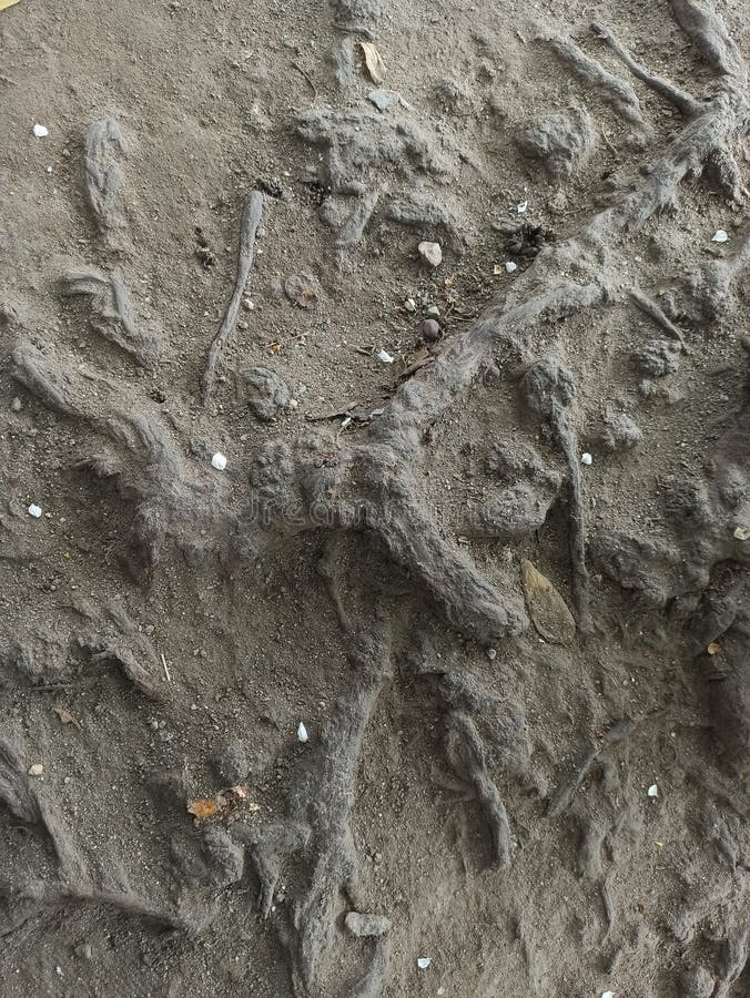 The old root from big tree stock image. Image of rock - 271483579