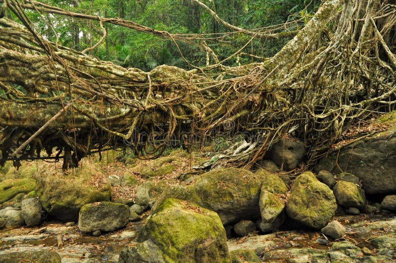 Old root bridge in India stock image. Image of natural - 46027719