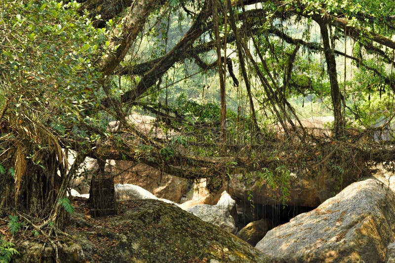 Old root bridge in India stock photo. Image of cherapunjee - 50647456