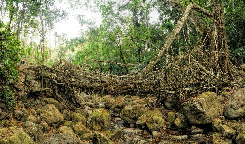 Old root bridge in India stock photo. Image of arunachal - 49424762