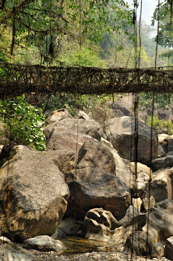 Old root bridge in India stock image. Image of roots - 49553605