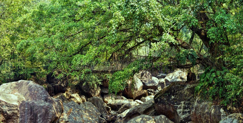 Old root bridge in India stock photo. Image of cherapunjee - 50647456