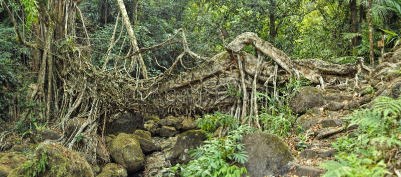 Old root bridge in India stock photo. Image of scenic - 50714976