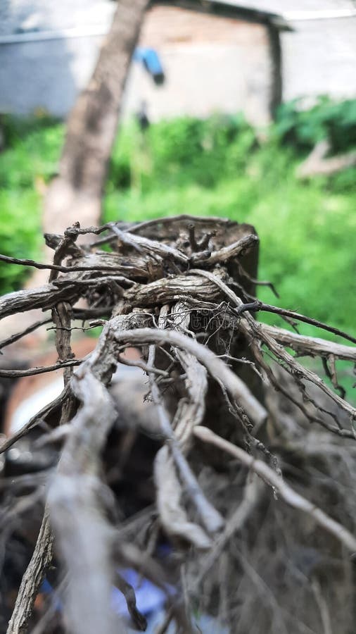 Old root broken tree stock photo. Image of root, tree - 224496720