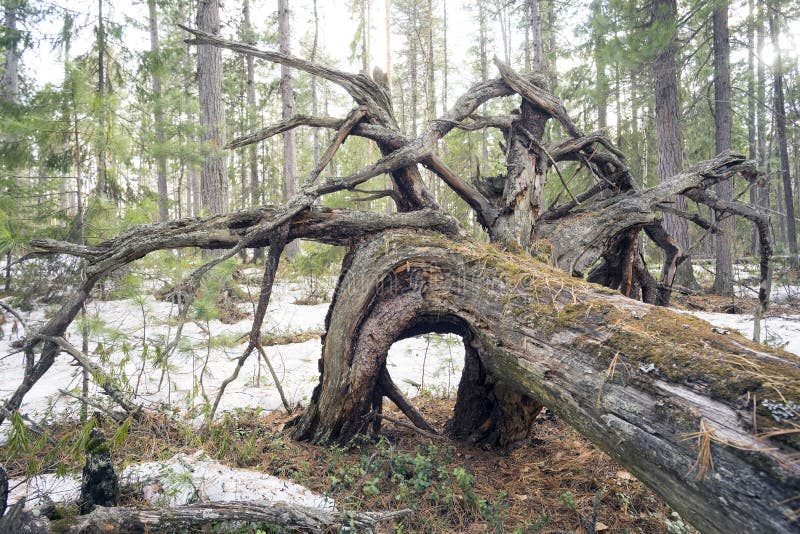 The old root dry cedar stock image. Image of system, pine - 53621169