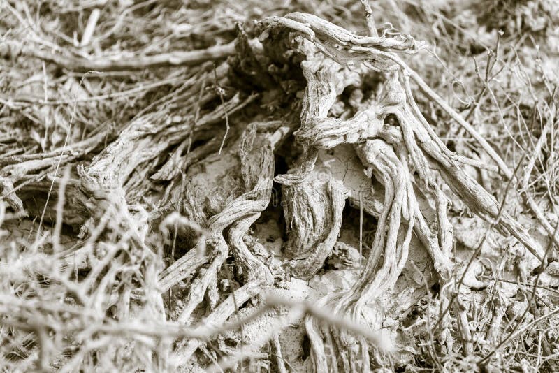 Old root plants in nature stock photo. Image of forest - 102284118