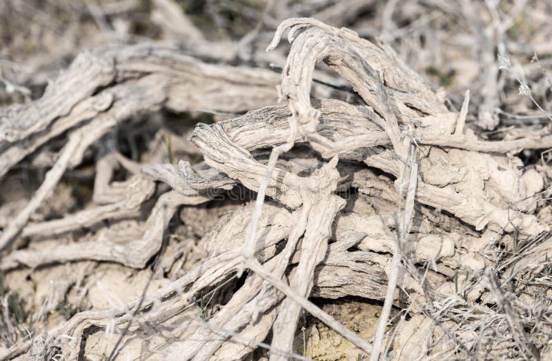 Old root plants in nature stock photo. Image of mature - 102284062