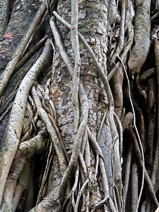 Old Root of Sacred Fig or Bodhi Tree Stock Image - Image of aged ...