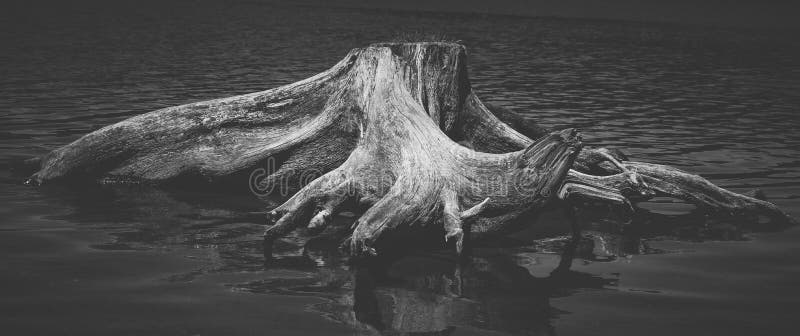Old Root Standing in the Water. Stock Photo - Image of condoms ...
