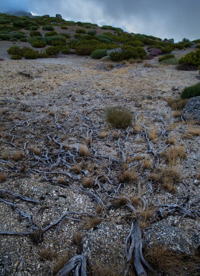 Old Root Stretching in Ground Stock Image - Image of roots, patterns ...
