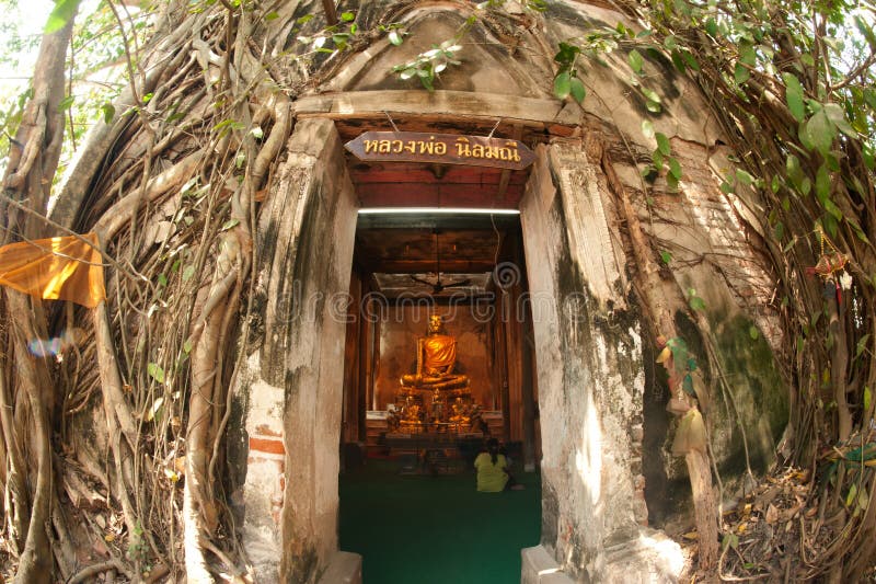 Old Root Tree Around Ancient Thai Church. Stock Image - Image of indoor ...