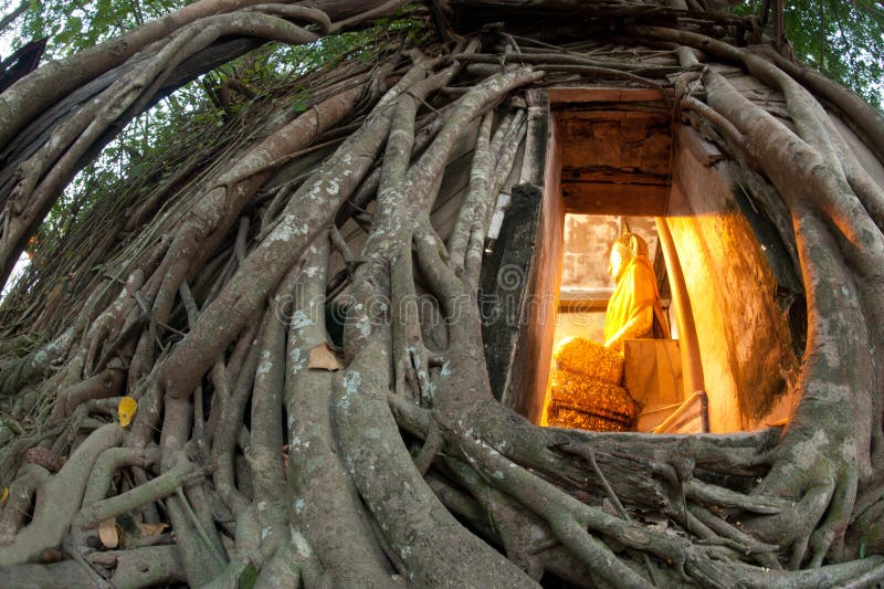 Old Root Tree Around Ancient Thai Church. Stock Image - Image of ...