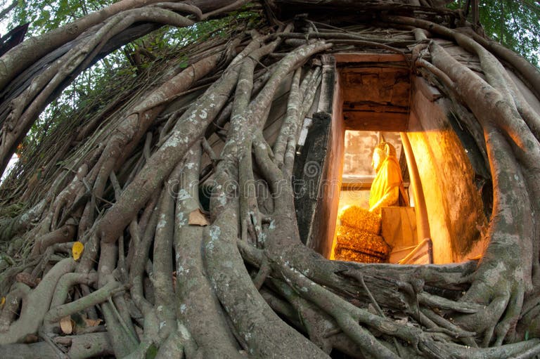 Old Root Tree Around Ancient Thai Church. Stock Image - Image of ...