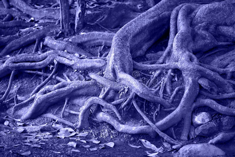 Old Root of the Tree in the Forest Stock Image - Image of branch ...