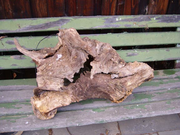 Old root stock photo. Image of wall, wood, trees, timber - 348425242