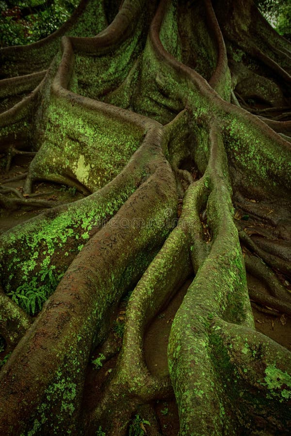 Old Roots of Big Tree in the Nature, Acores Stock Photo - Image of ...
