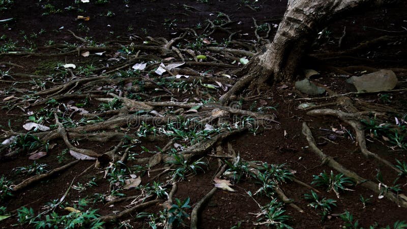 Old Roots Creeping High Artistic Character Stock Image - Image of wood ...