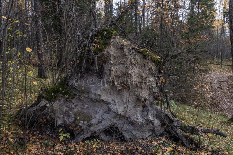 The Old Roots of a Fallen Tree in an Abandoned Autumn Forest Stock ...