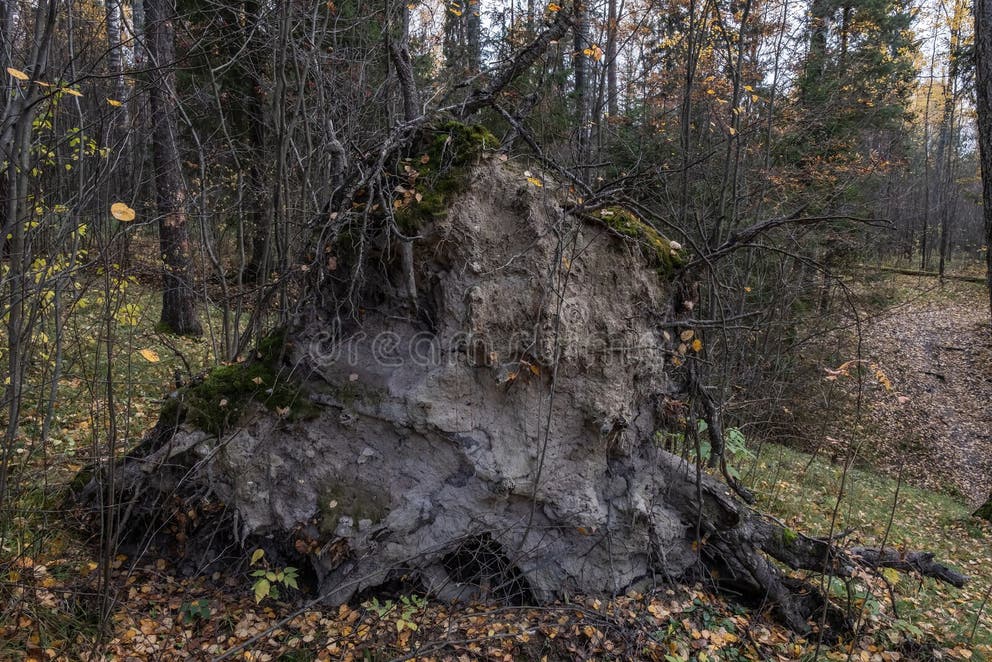 The Old Roots of a Fallen Tree in an Abandoned Autumn Forest Stock ...