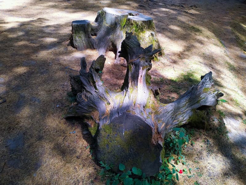 The Old Roots of a Pine Trees in the Forest on Which the Moss Stock ...