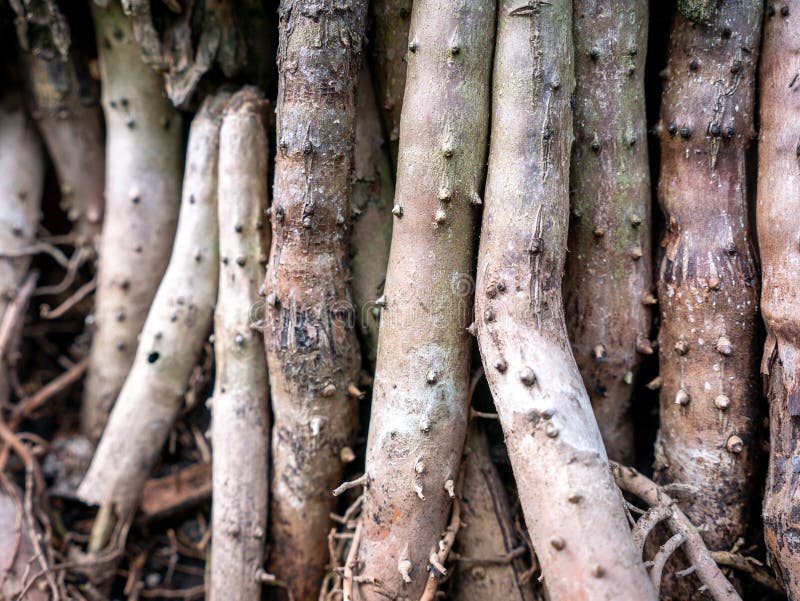 Old Roots with Thorns Arranging Stock Photo - Image of environmental ...