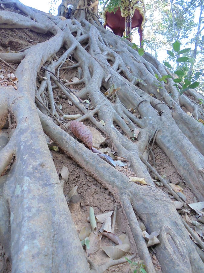 Roots of a tree stock photo. Image of root, plant, green - 171785794