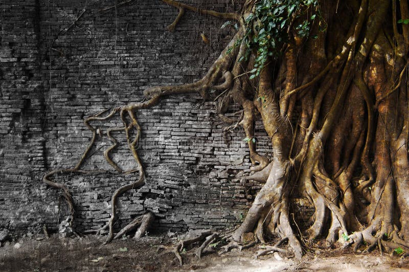 The Old Roots of Tree Come Inside To Wall Stock Photo - Image of magic ...