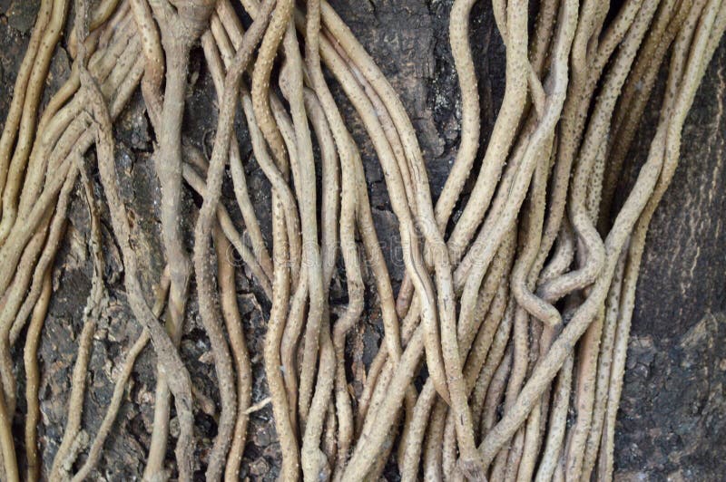 Old Roots Tree Texture Background Stock Image - Image of wood ...