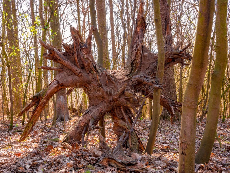 Old Roots of Uprooted Tree in the Forest Stock Photo - Image of gust ...