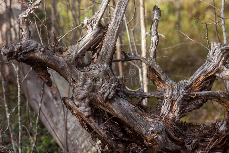 Old Roots, a Withered Tree. Dead Tree in National Park Stock Photo ...
