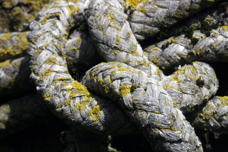 Old rope with mold stock image. Image of moss, coil, mouldy - 8865097