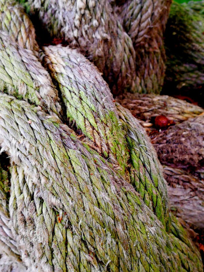 Old rope stock photo. Image of green, desktop, rope, outside - 94580522