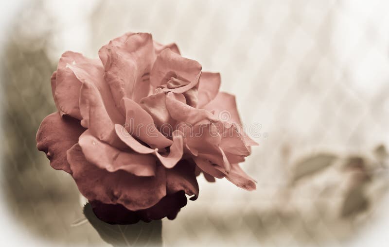 Old rose stock photo. Image of plant, rose, petal, blur - 19792104