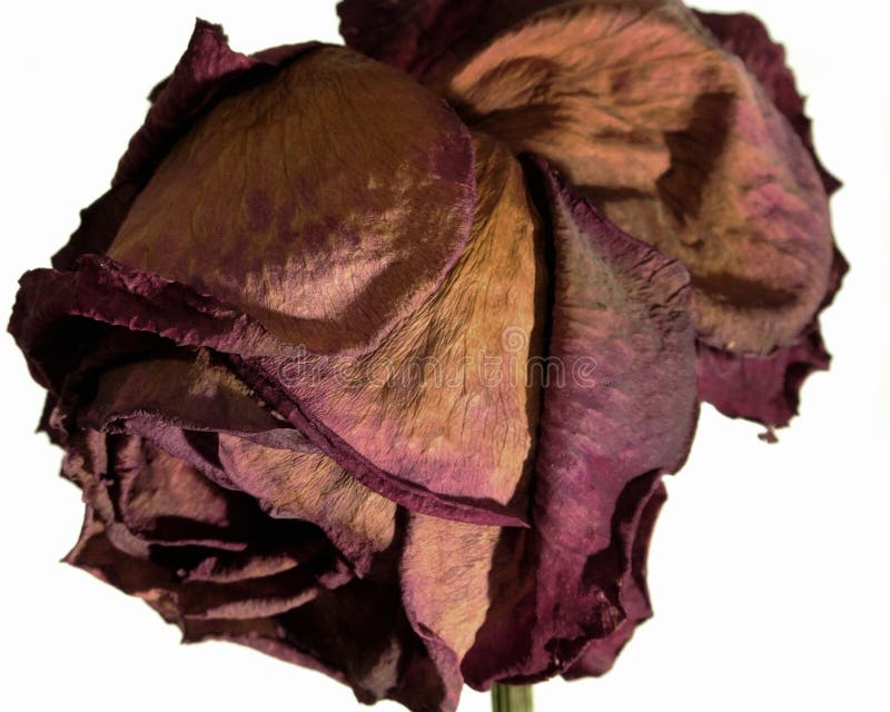 Dry rose stock photo. Image of passing, remember, rose, flower - 47548
