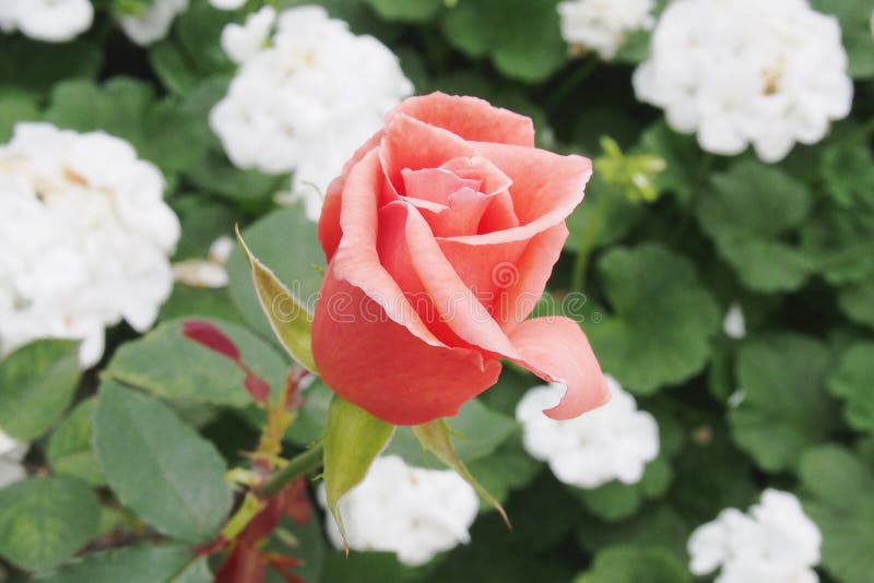 Old rose color rose stock photo. Image of lobe, background - 51560228