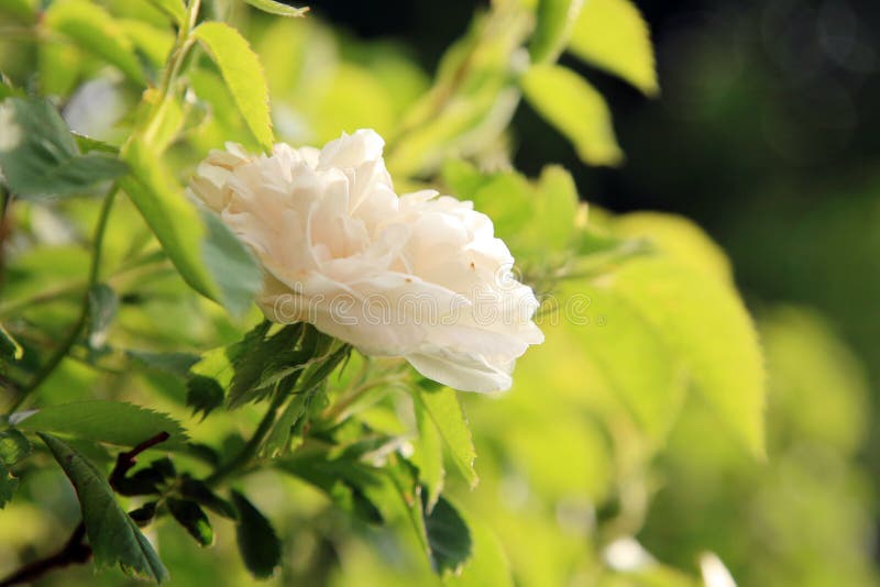 Old rose garden stock image. Image of beautiful, leaves - 19743607