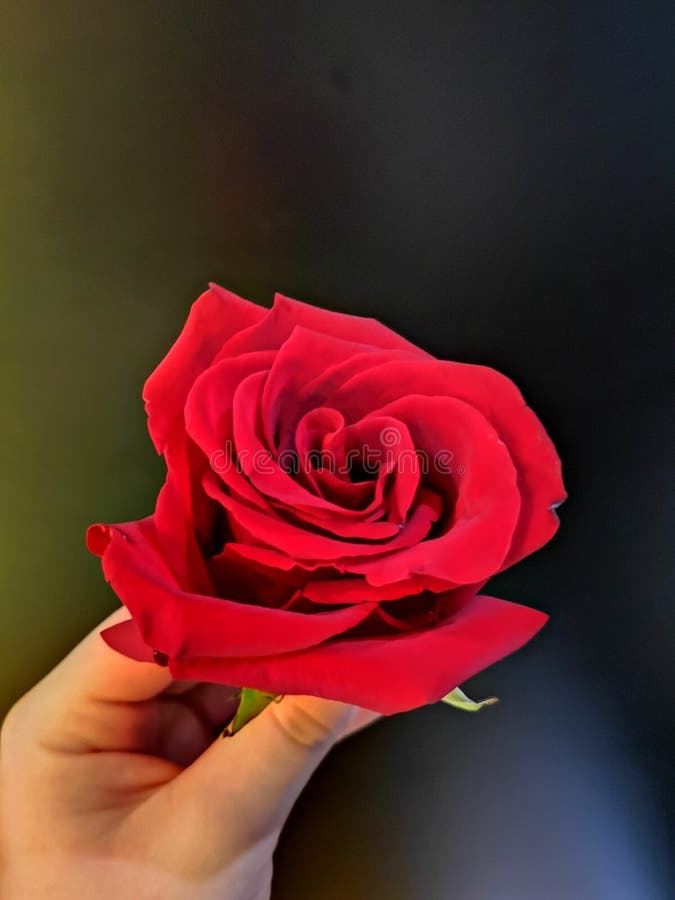 Old rose in hand stock photo. Image of flor, rose, rosa - 269583298