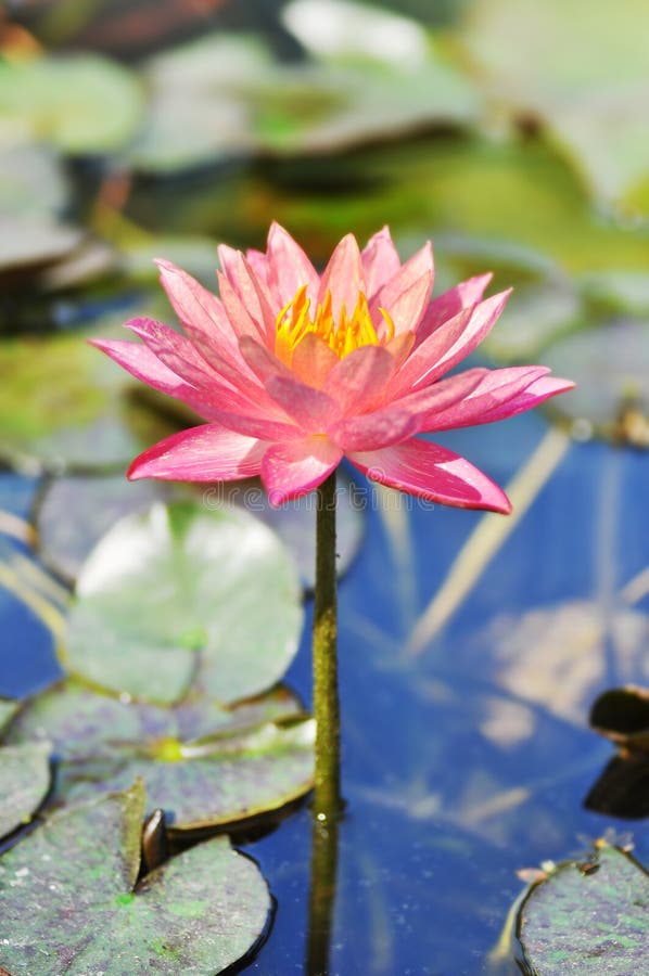 Old rose lotus stock image. Image of pink, blossom, nature - 18067693