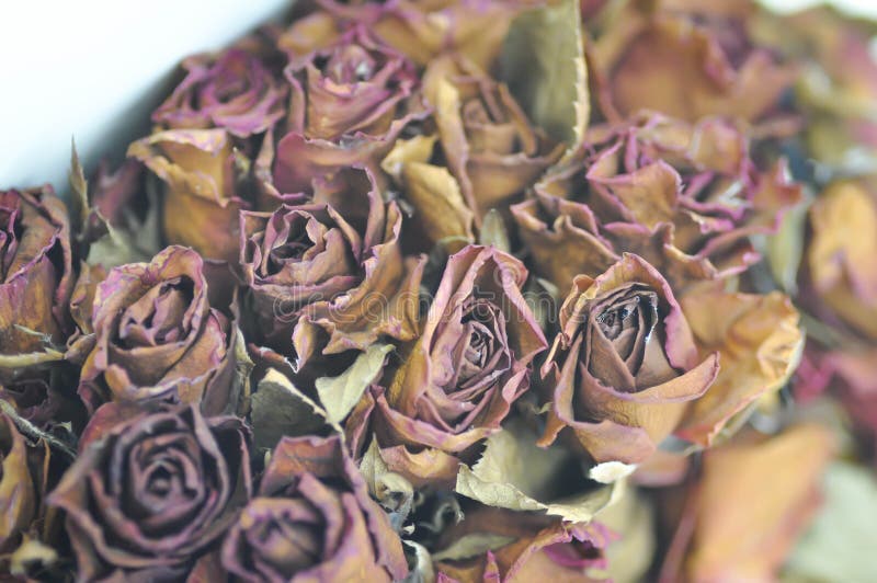 Old Rose or Old Bouquet of Roses Stock Image - Image of roses, bouquet ...