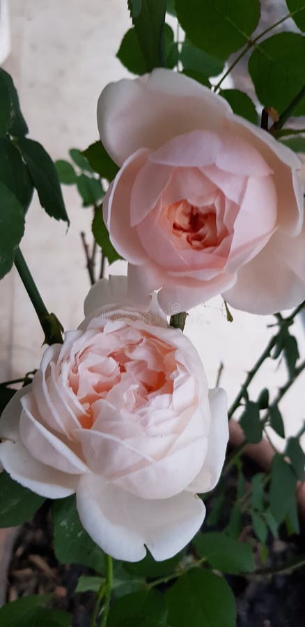 Old rose stock photo. Image of plant, rose, flower, bloom - 110199984