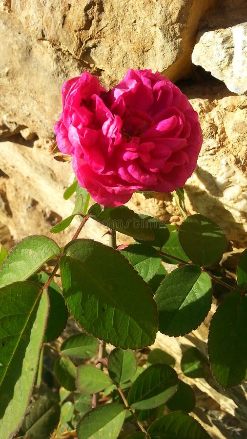Old Rose, Smells in November Also Stock Photo - Image of smells, rose ...