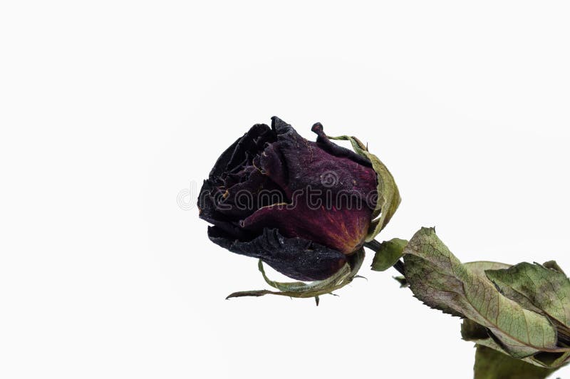 The old roses. stock image. Image of beautiful, closeup - 67727931
