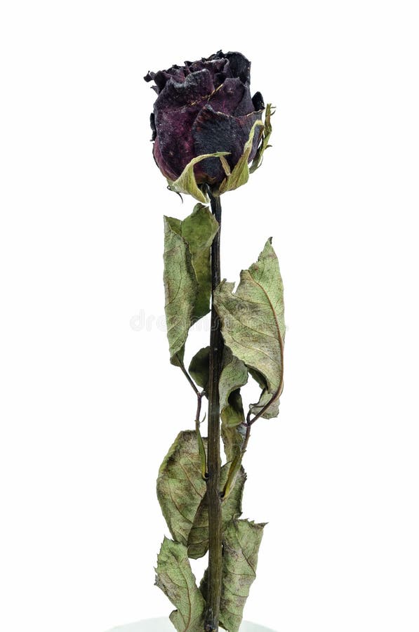 The old roses. stock photo. Image of valentine, isolated - 67727994