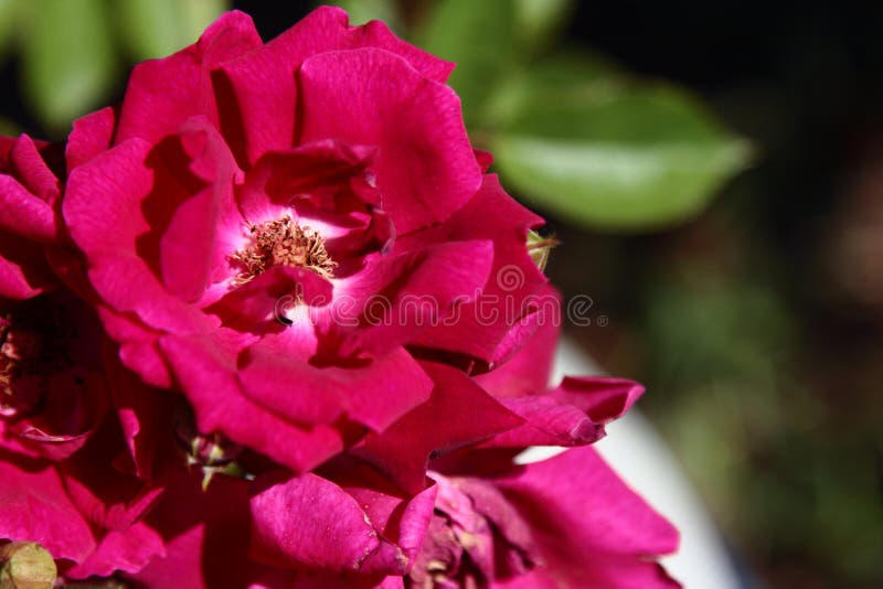 Old Roses in the Summer Garden Stock Photo - Image of aged, variety ...