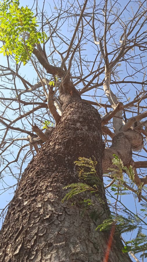 Rosewood Tree Pictures